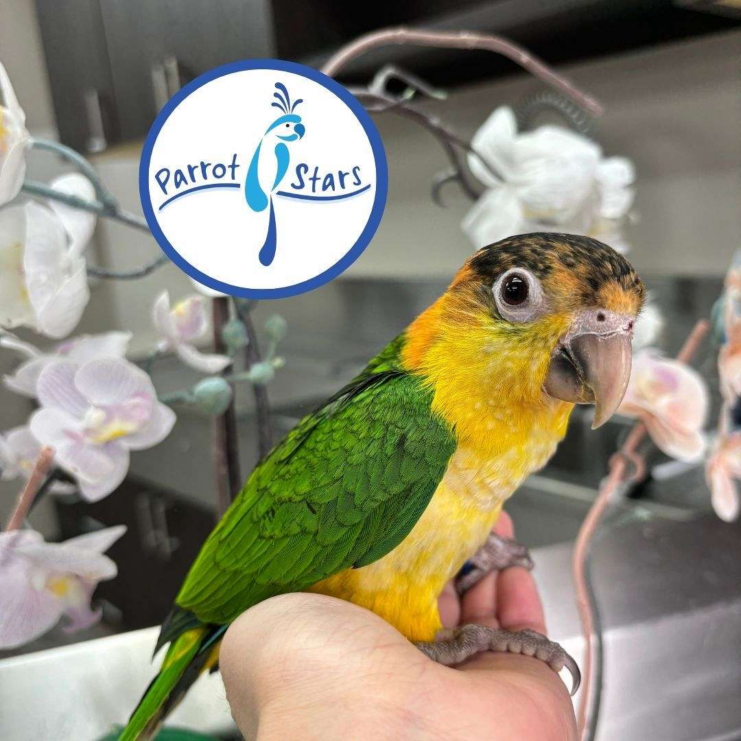 BabyWhite-bellied Caique Available at Parrot Stars!