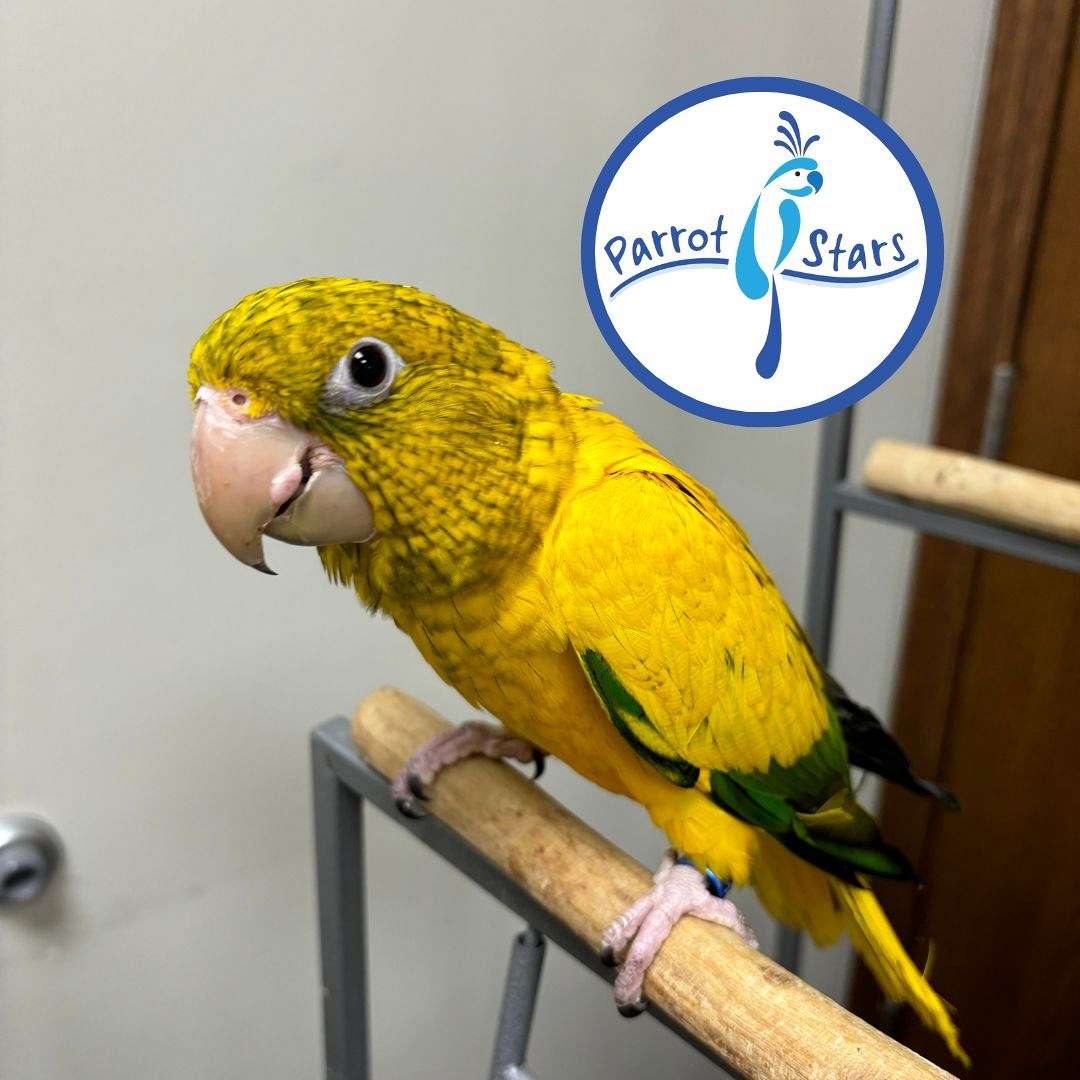 Baby Golden Conure Available at Parrot Stars!