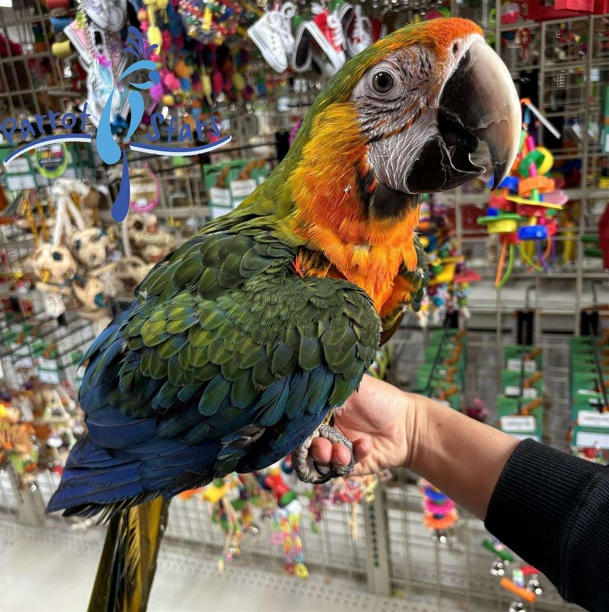 Baby Catalina Macaw Available at Parrot Stars!