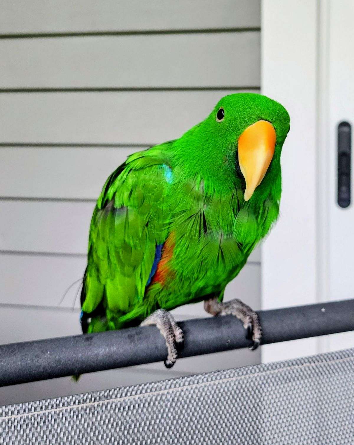 Adult Male Eclectus