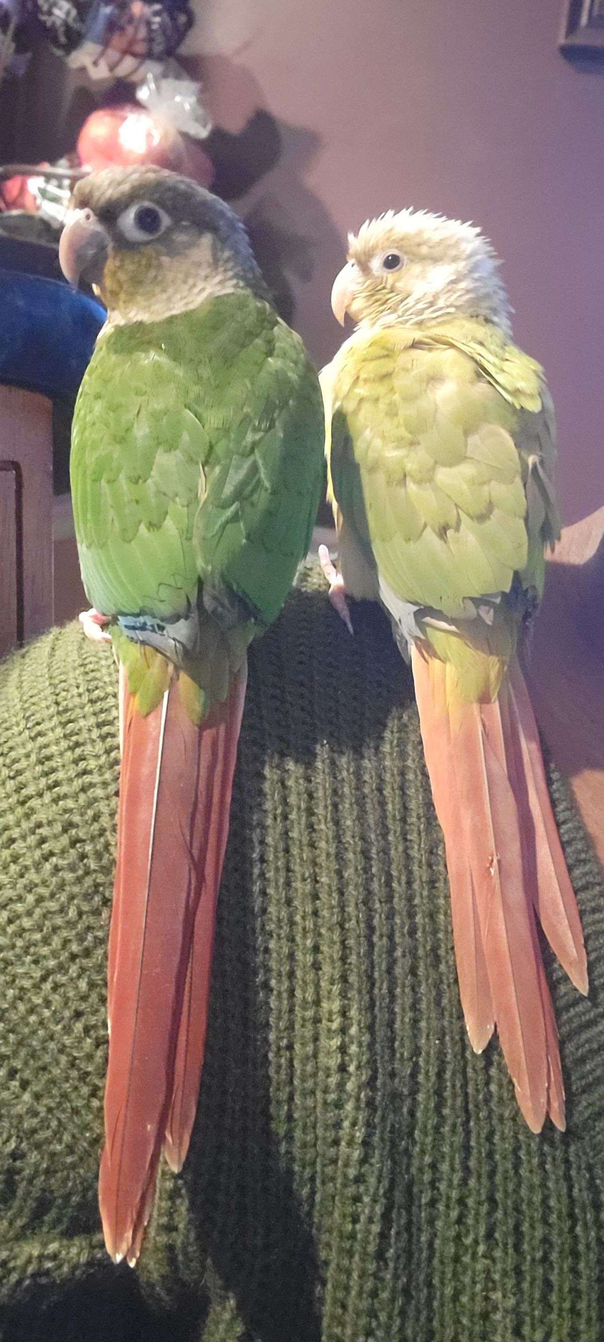 Conure