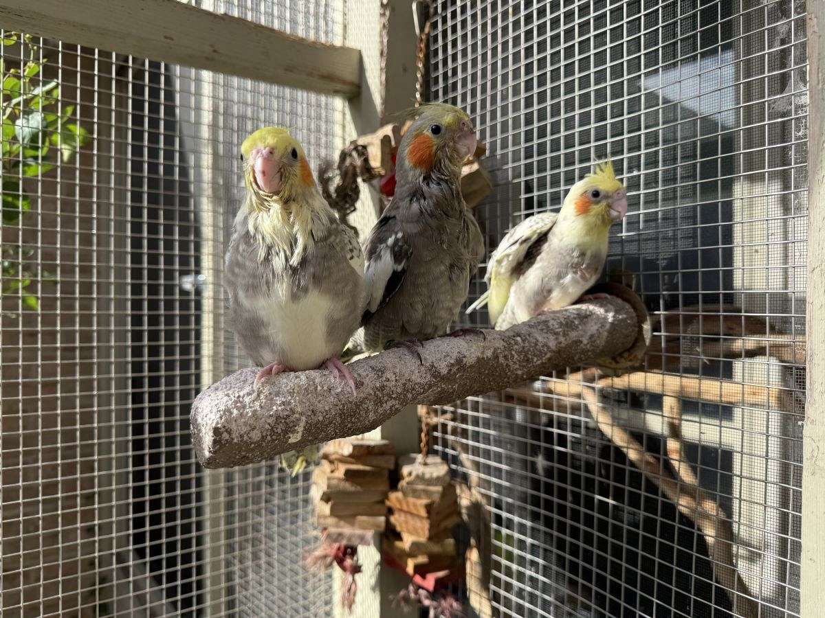 Cockatiel babies