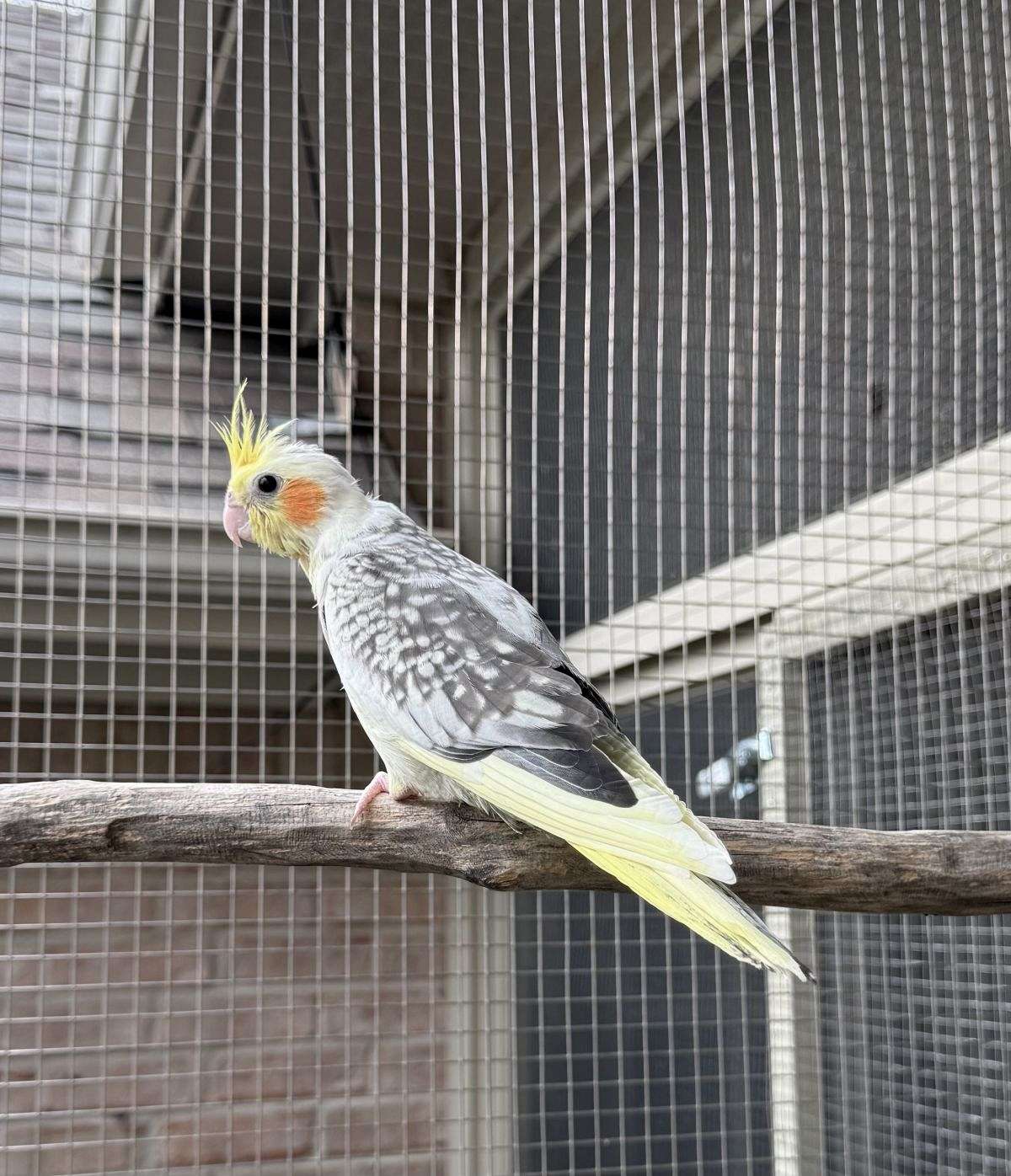 Cockatiel babies