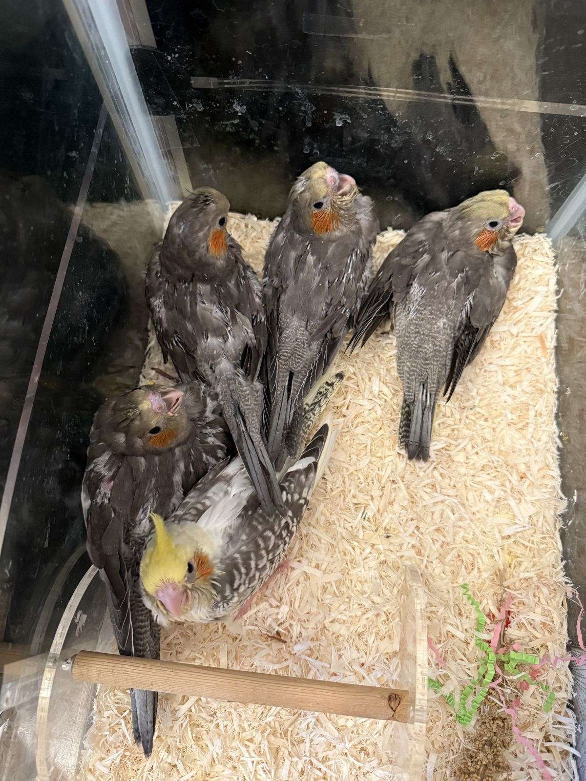 Cockatiel babies