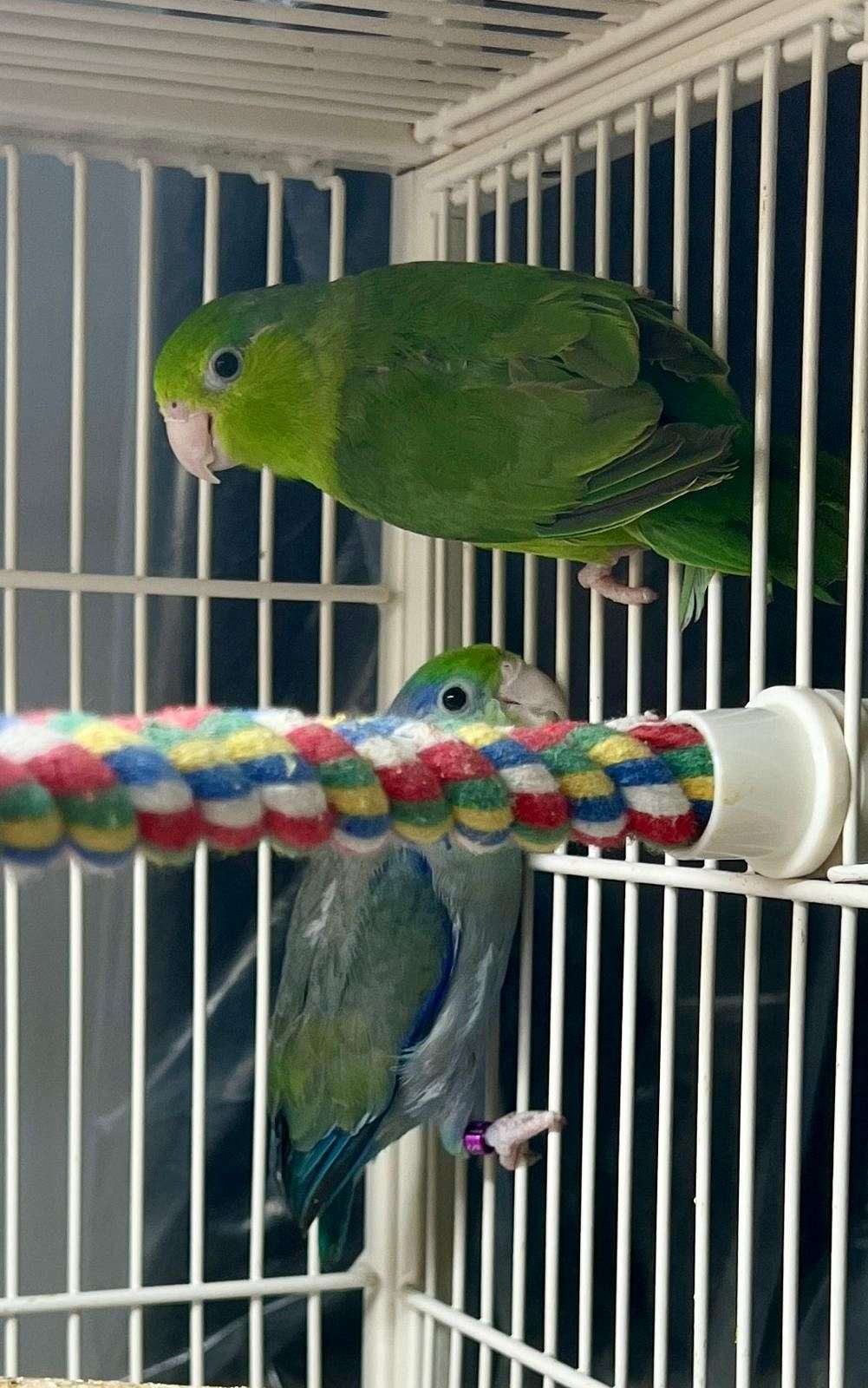 Young parrotlet pair