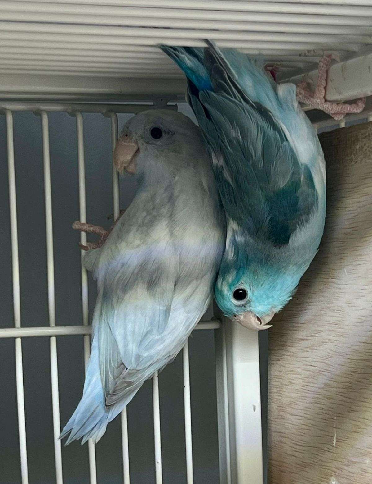 Bonded Young Parrotlet Pair
