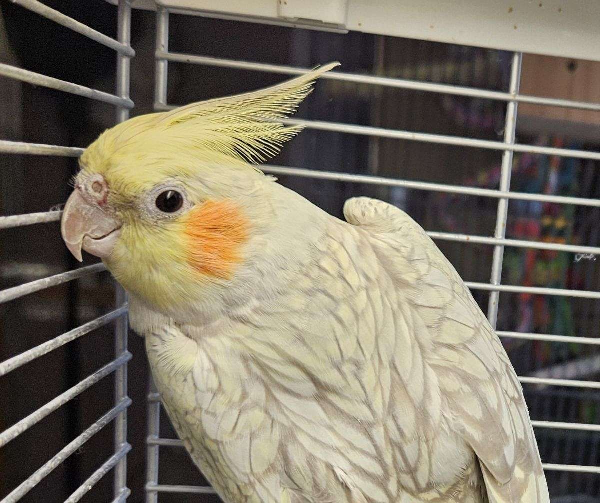 Sunshine - Cinnamon Pearl Pied Female Cockatiel