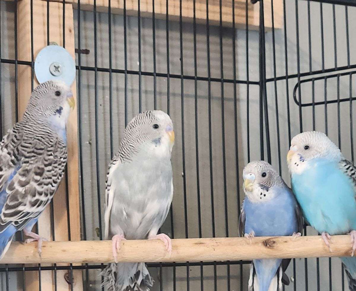 Blue American parakeet