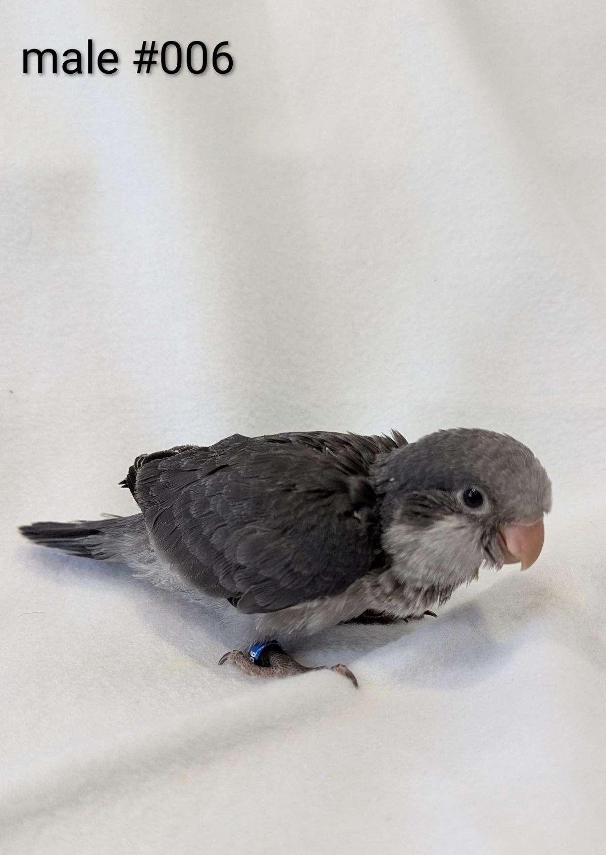 Quaker