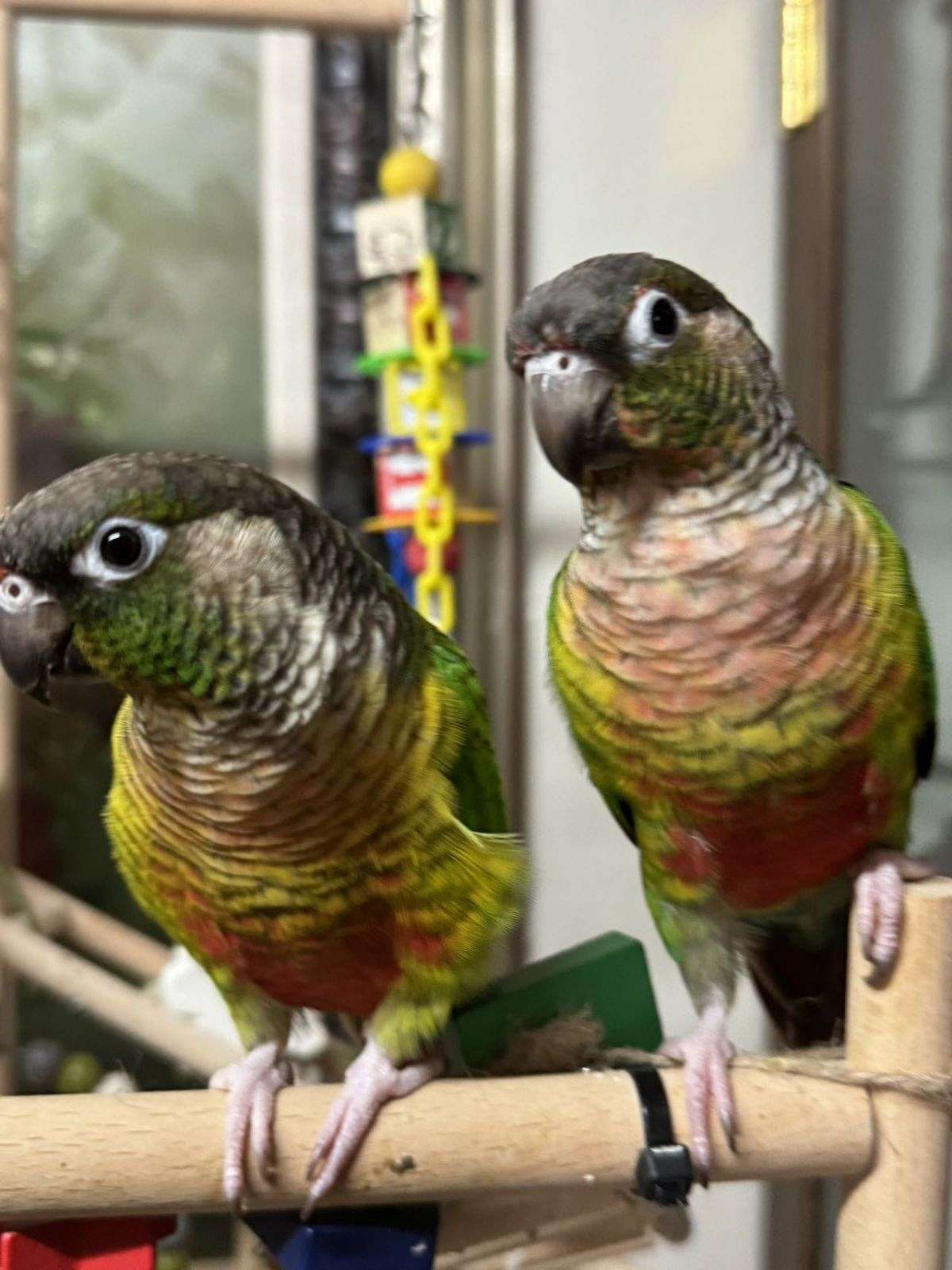 Pair of Green Cheek Conures