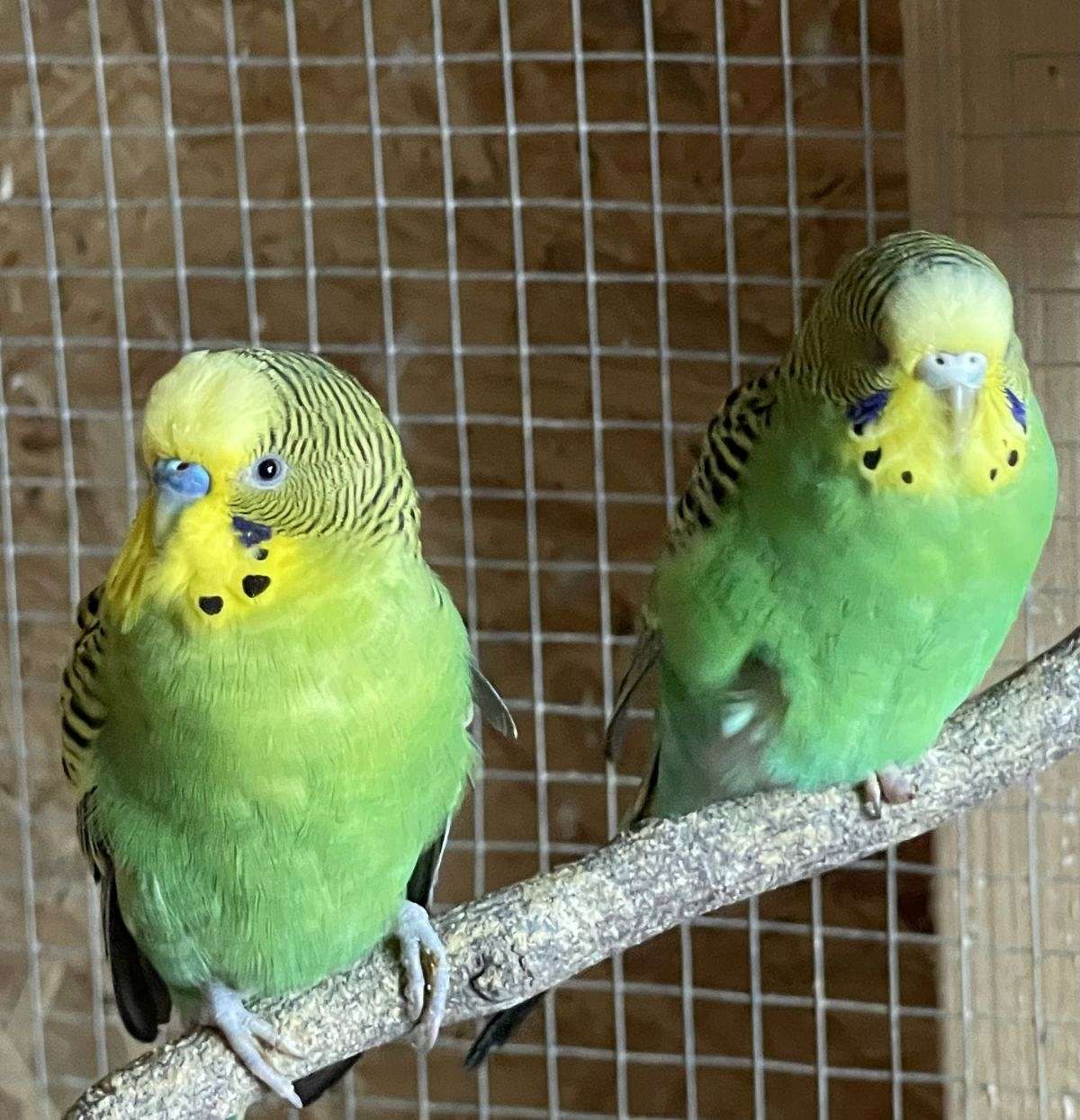 Pair of Australian Budgies