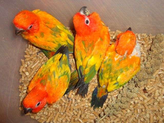 Red factor Sun Conures available at $550 ea. Multi-purchase discount availa