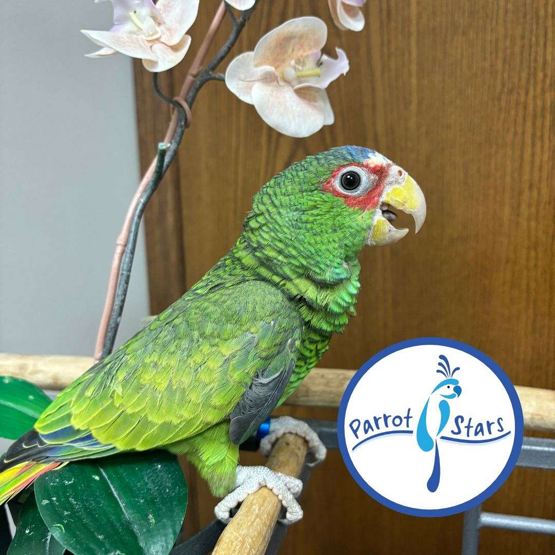 Baby White-fronted Amazon Available at Parrot Stars!