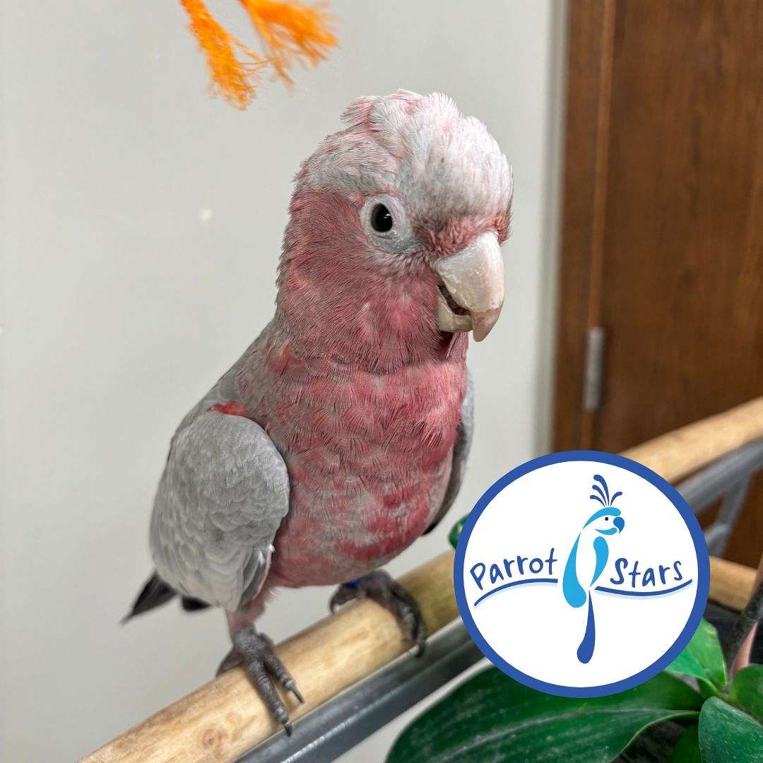 Baby Rose-breasted Cockatoo Available at Parrot Stars!
