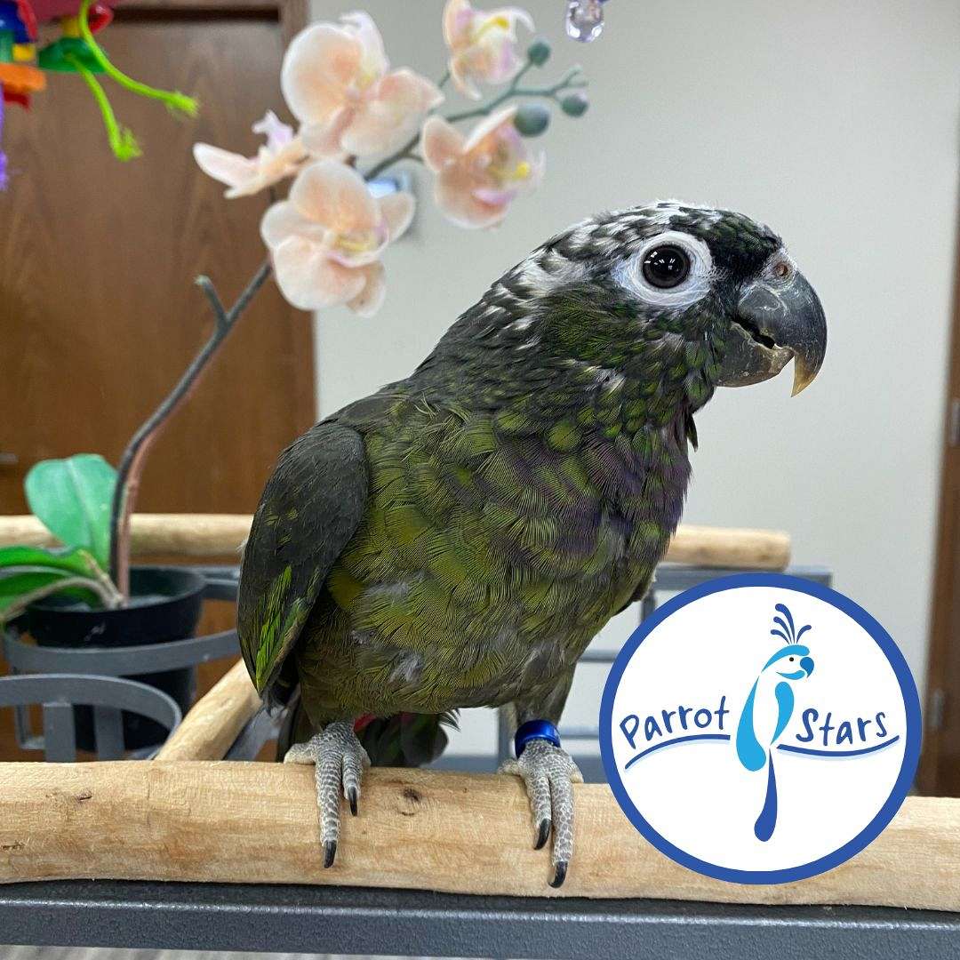 Baby Maximilian Pionus Available at Parrot Stars!