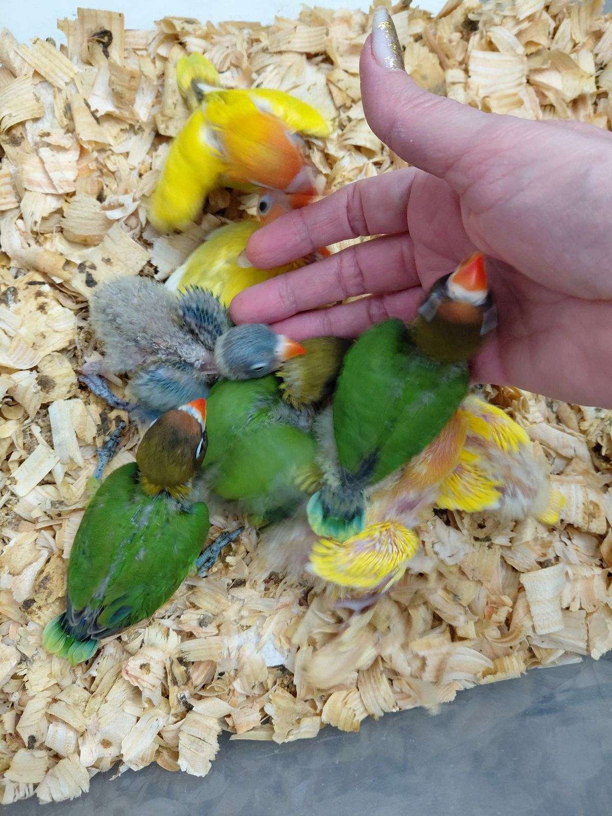 Fischer's lovebird babies green and yellow color handfed