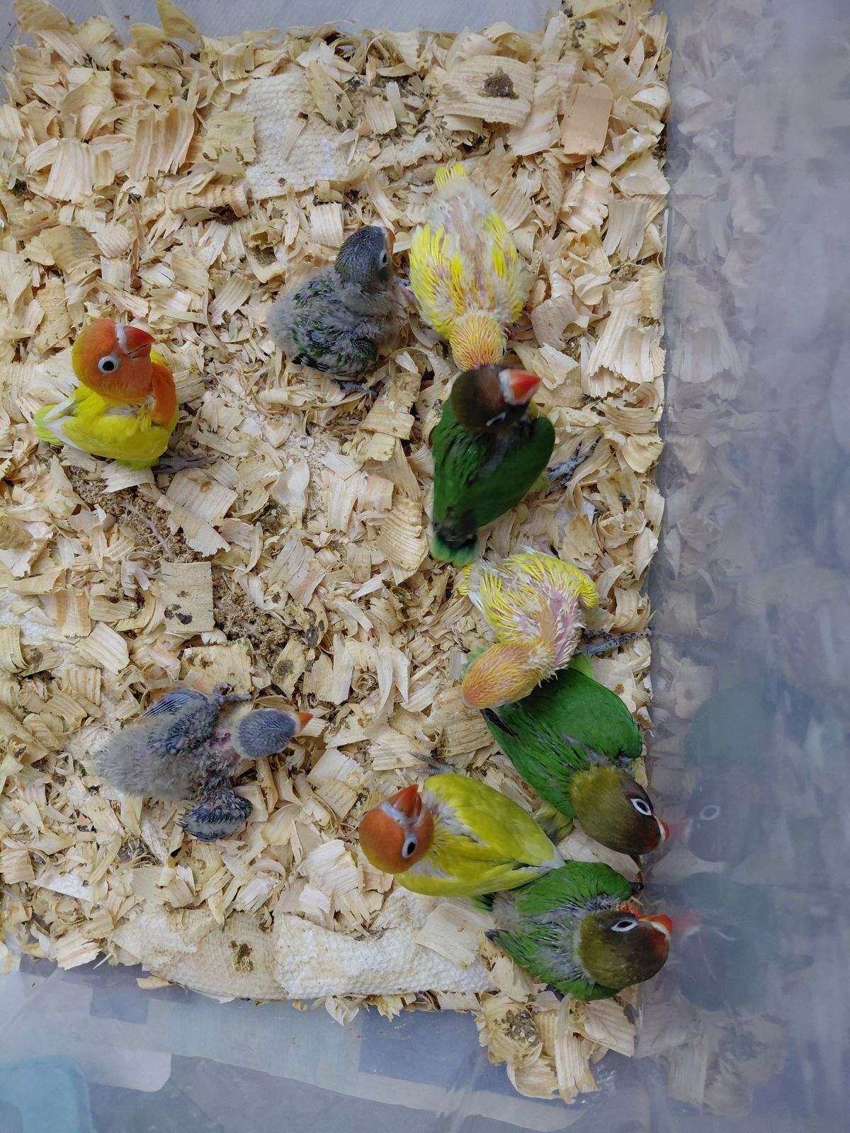 Fischer's lovebird babies green and yellow color handfed