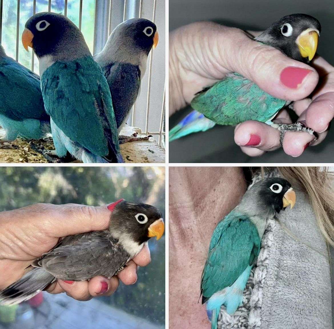 Beautiful Baby lovebirds