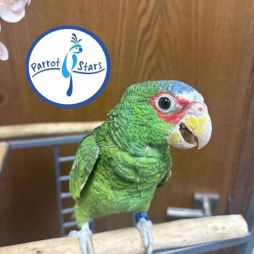 Baby White-fronted Amazon Available at Parrot Stars!
