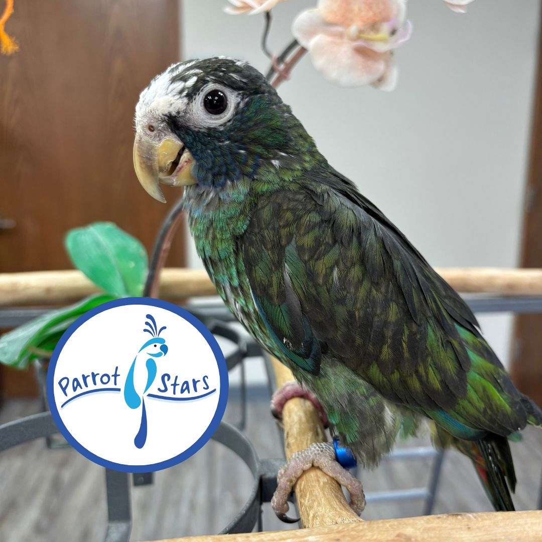 Baby White-capped Pionus Available at Parrot Stars!