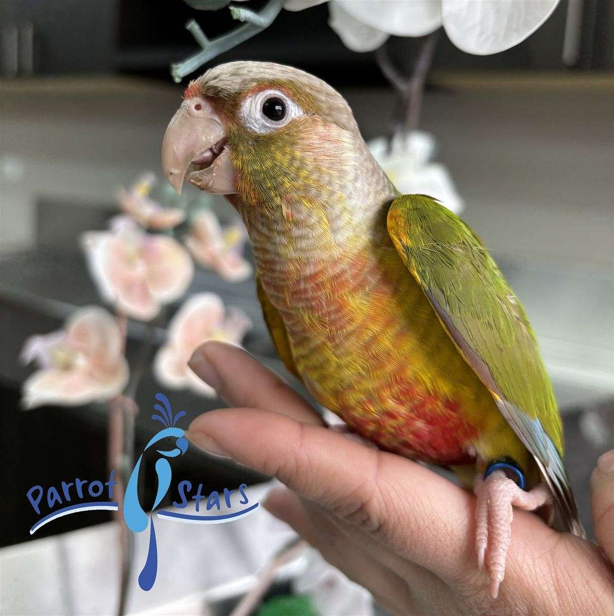 Baby Pineapple Green-cheeked Conure Available at Parrot Stars!
