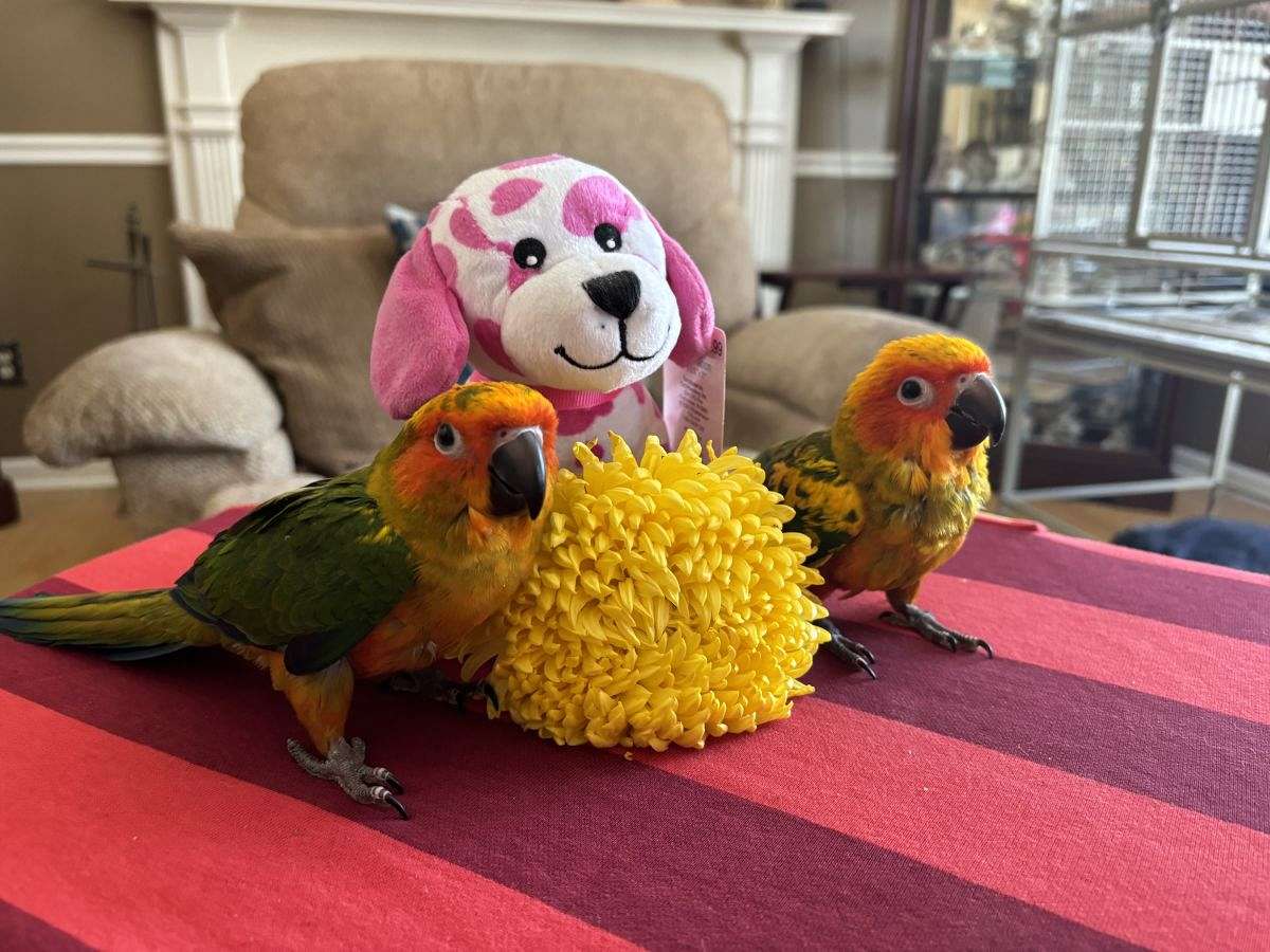 Sun Conure