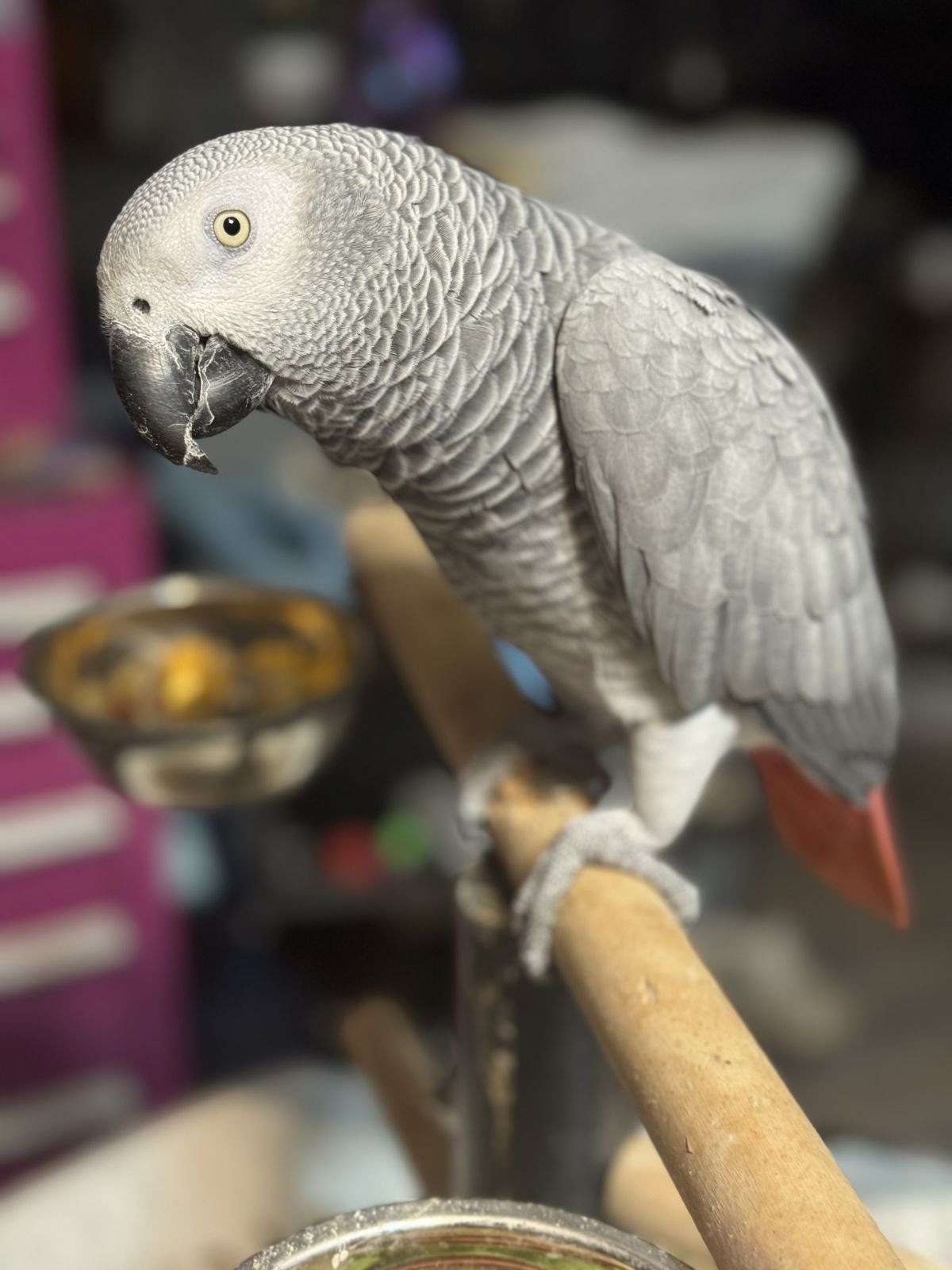 Girl talking African Grey