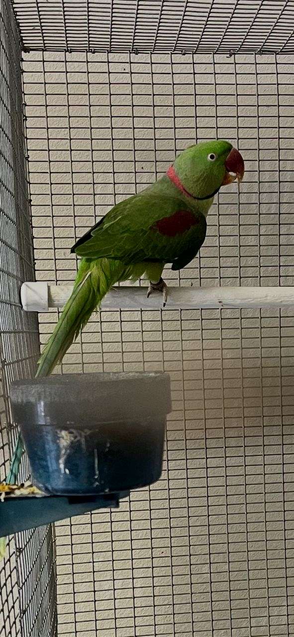 Proven Breeder - Semi Tame Male Alexandrine Parrot