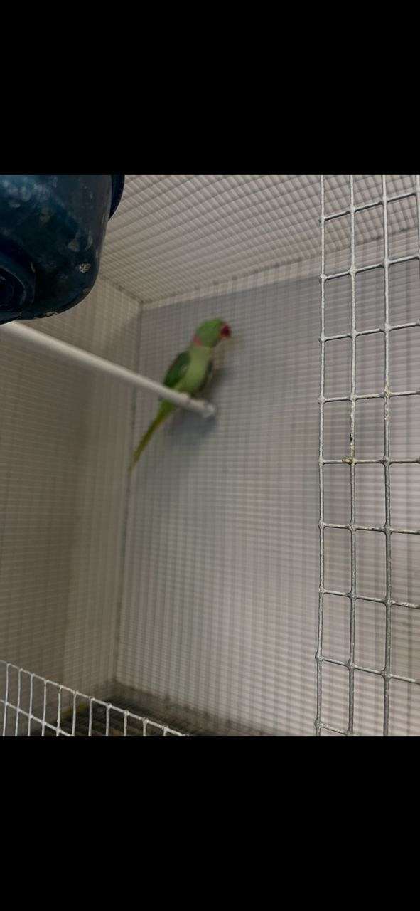 Proven Breeder - Semi Tame Male Alexandrine Parrot