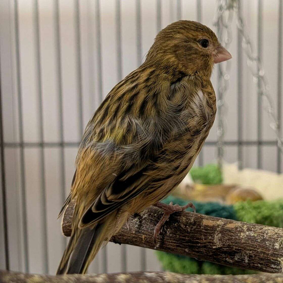 Spanish Timbrado Canary