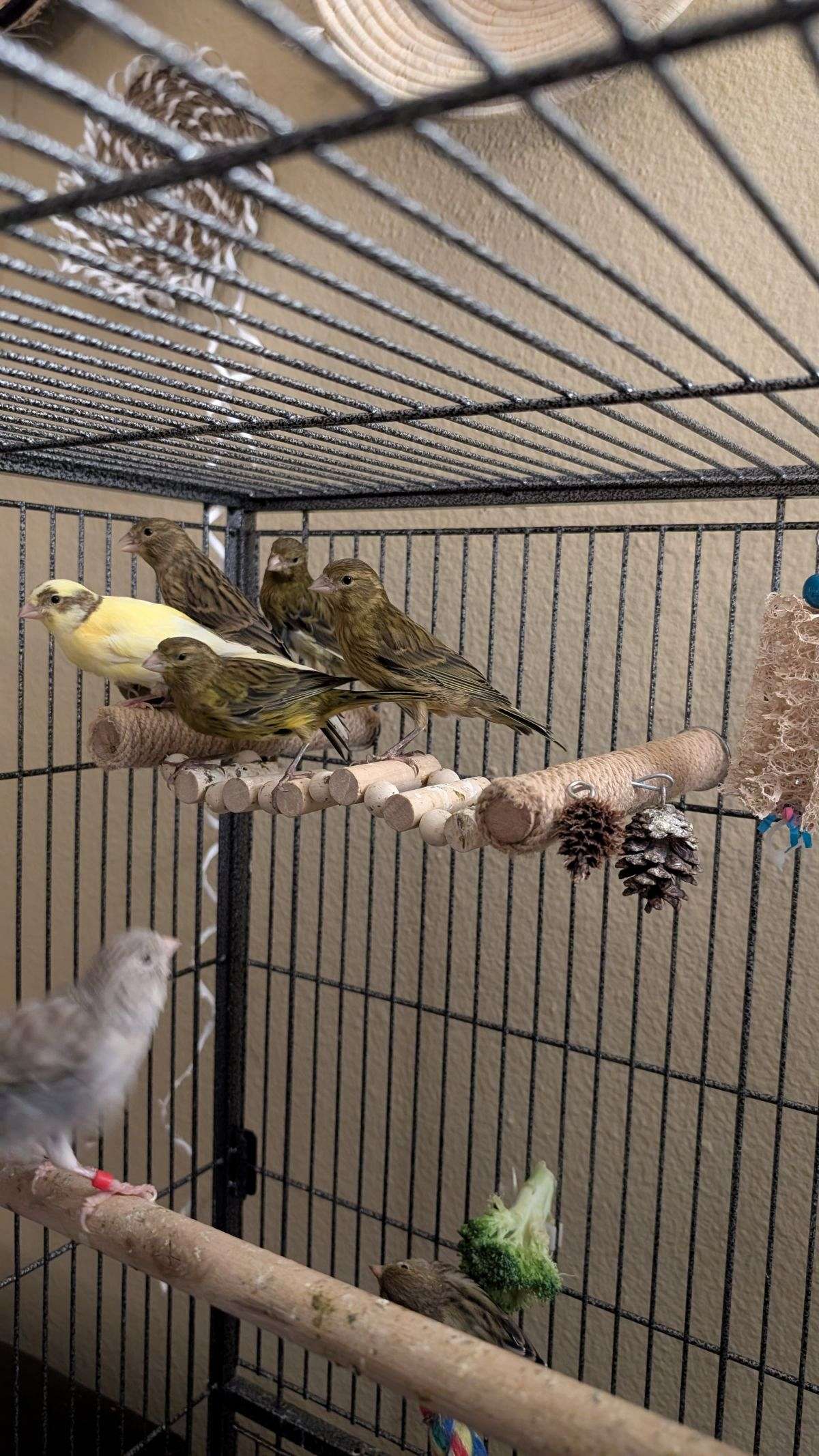 Spanish Timbrado Canaries