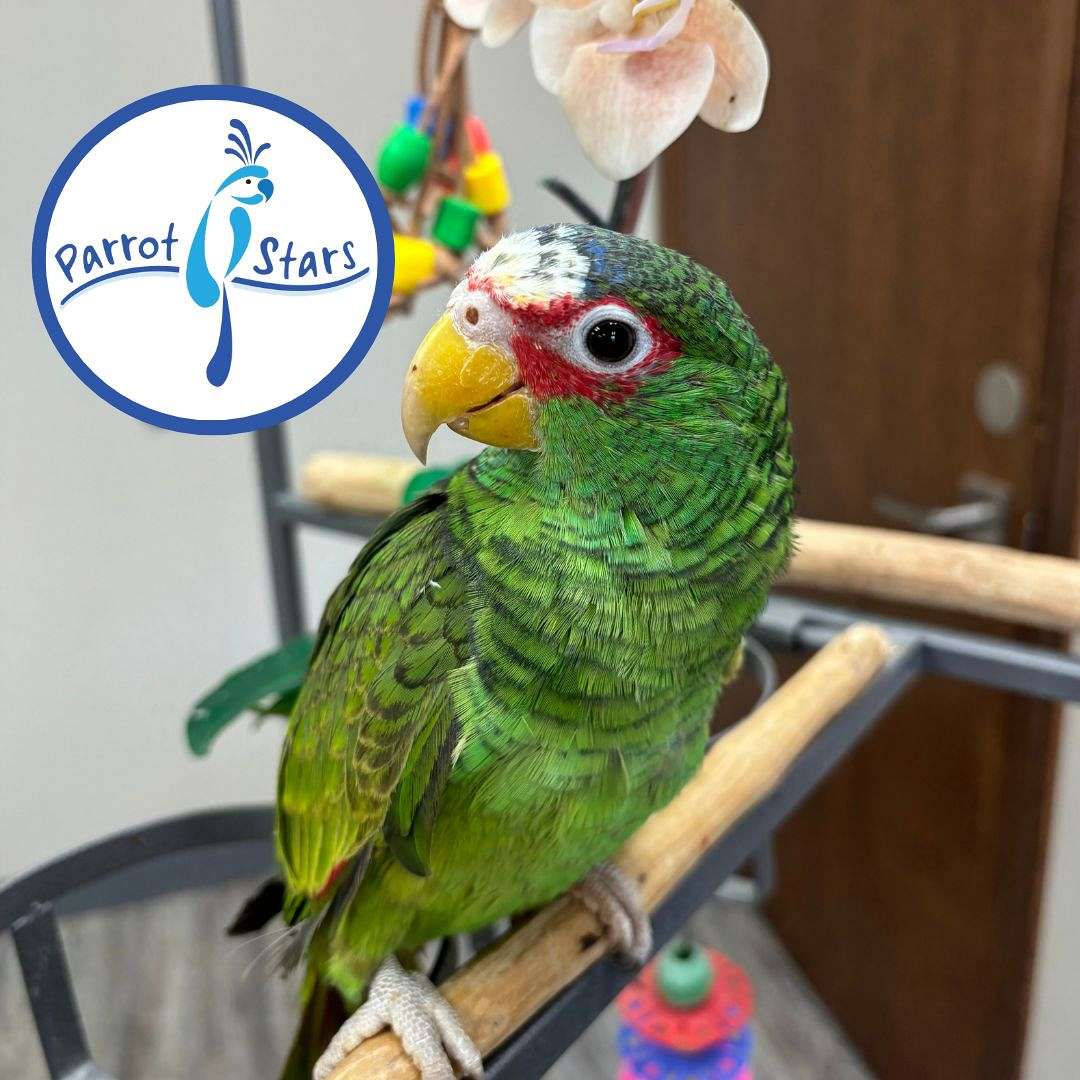 Baby White-fronted Amazon Available at Parrot Stars!