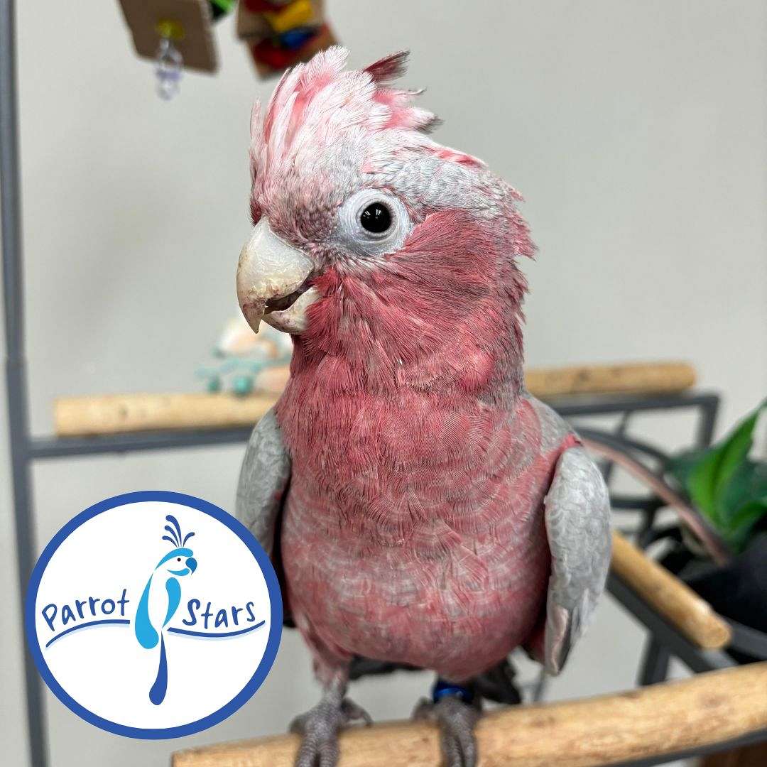 Baby Rose-breasted Cockatoo Available at Parrot Stars!