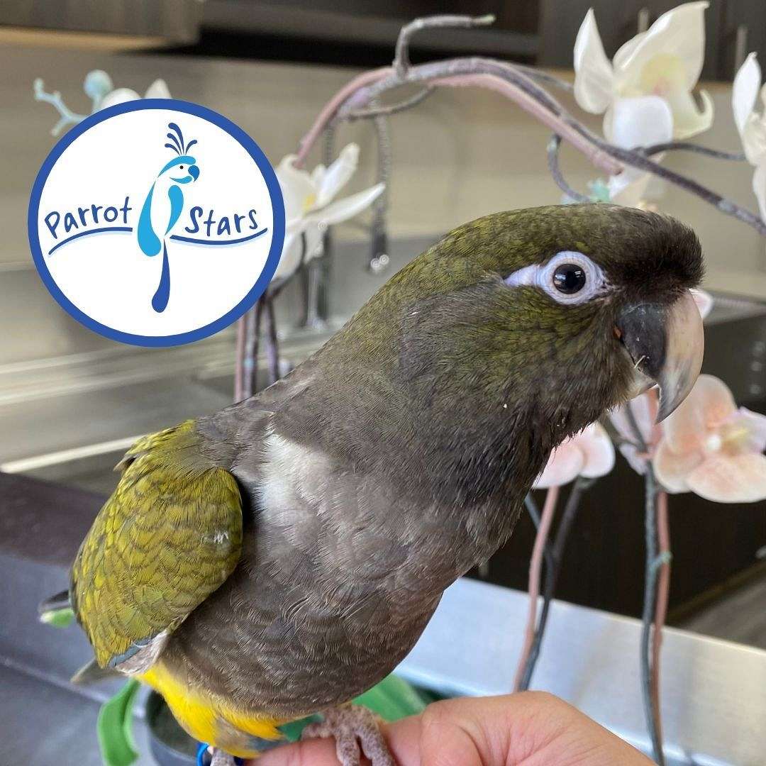 Baby Patagonian Conure Available at Parrot Stars!