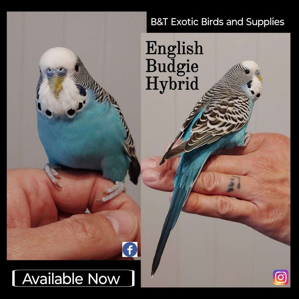 English Budgie Hybrid