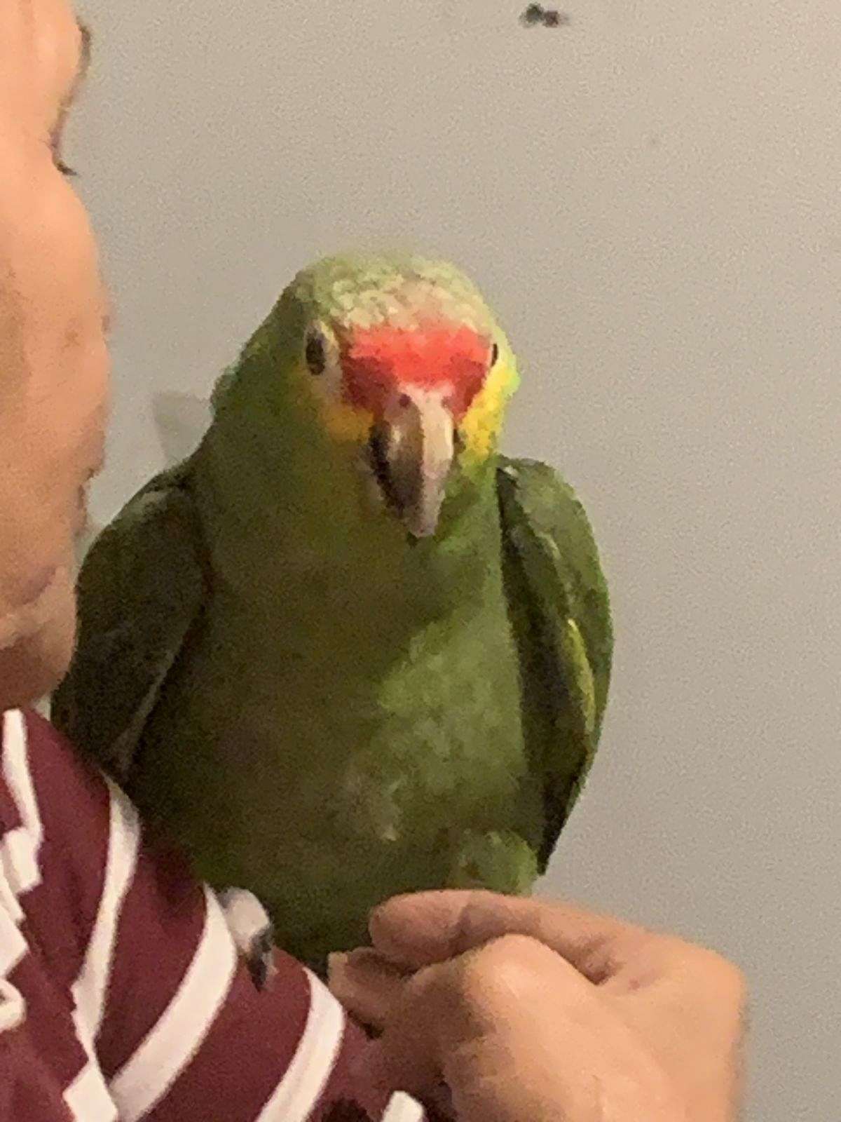 Amazon red lored
