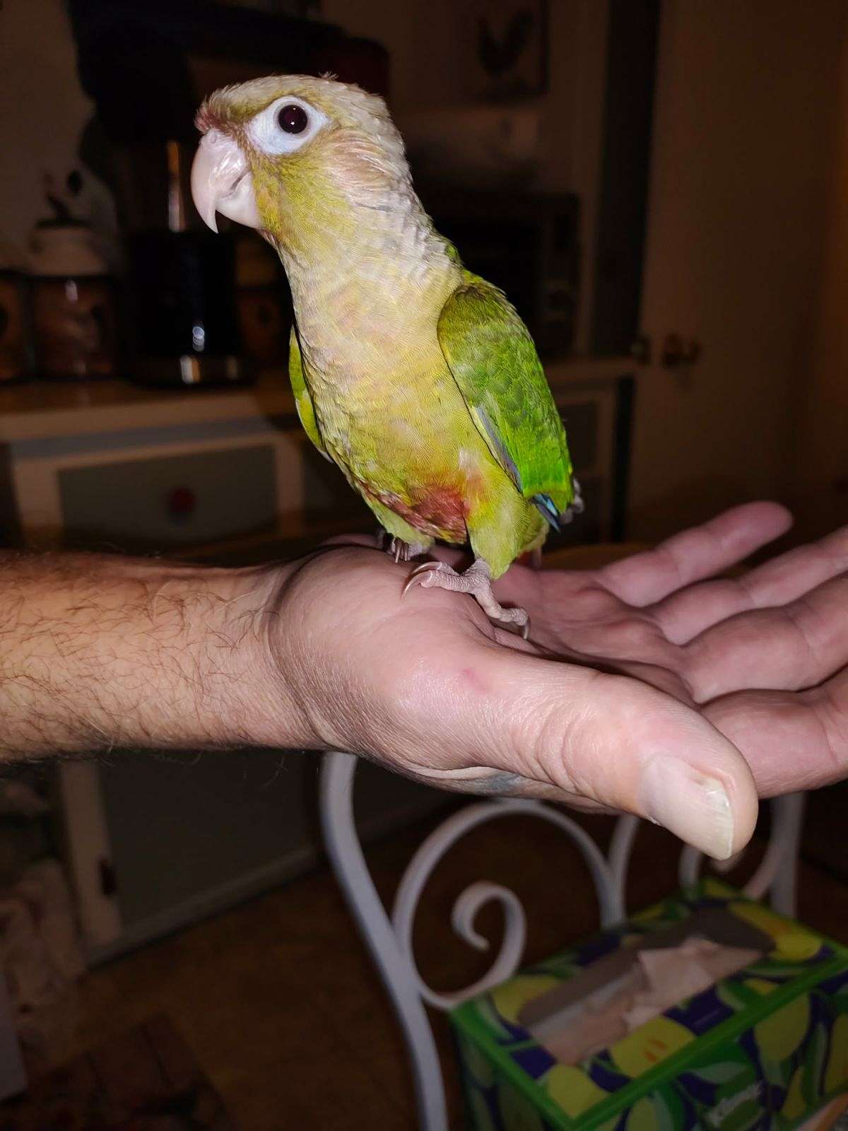 Adorable green cheek conure baby