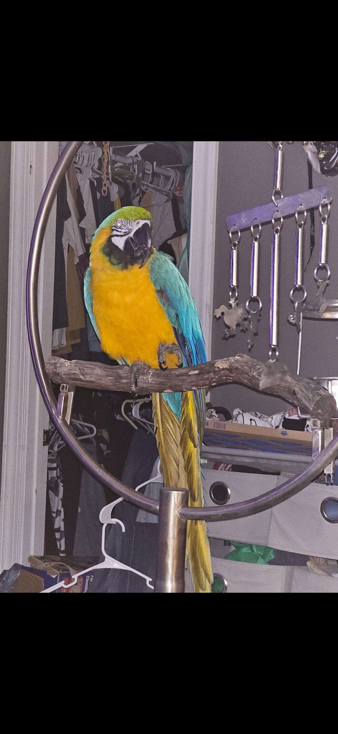 Gorgeous Blue and Gold