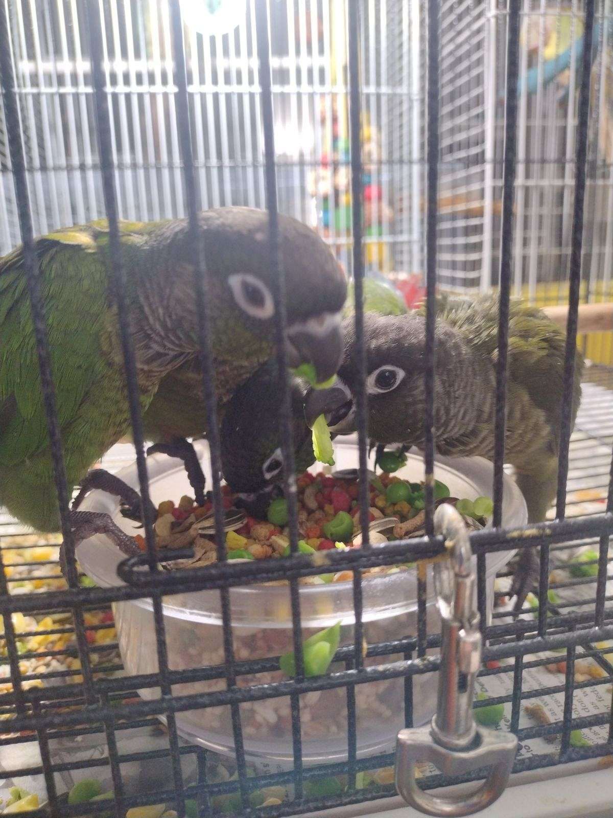 Sweet hand fed baby green cheek conures