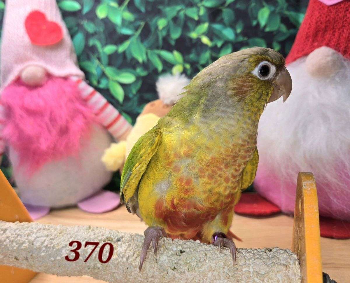 Pineapple Green Cheek Conure, Female, #370 - Dominant Red