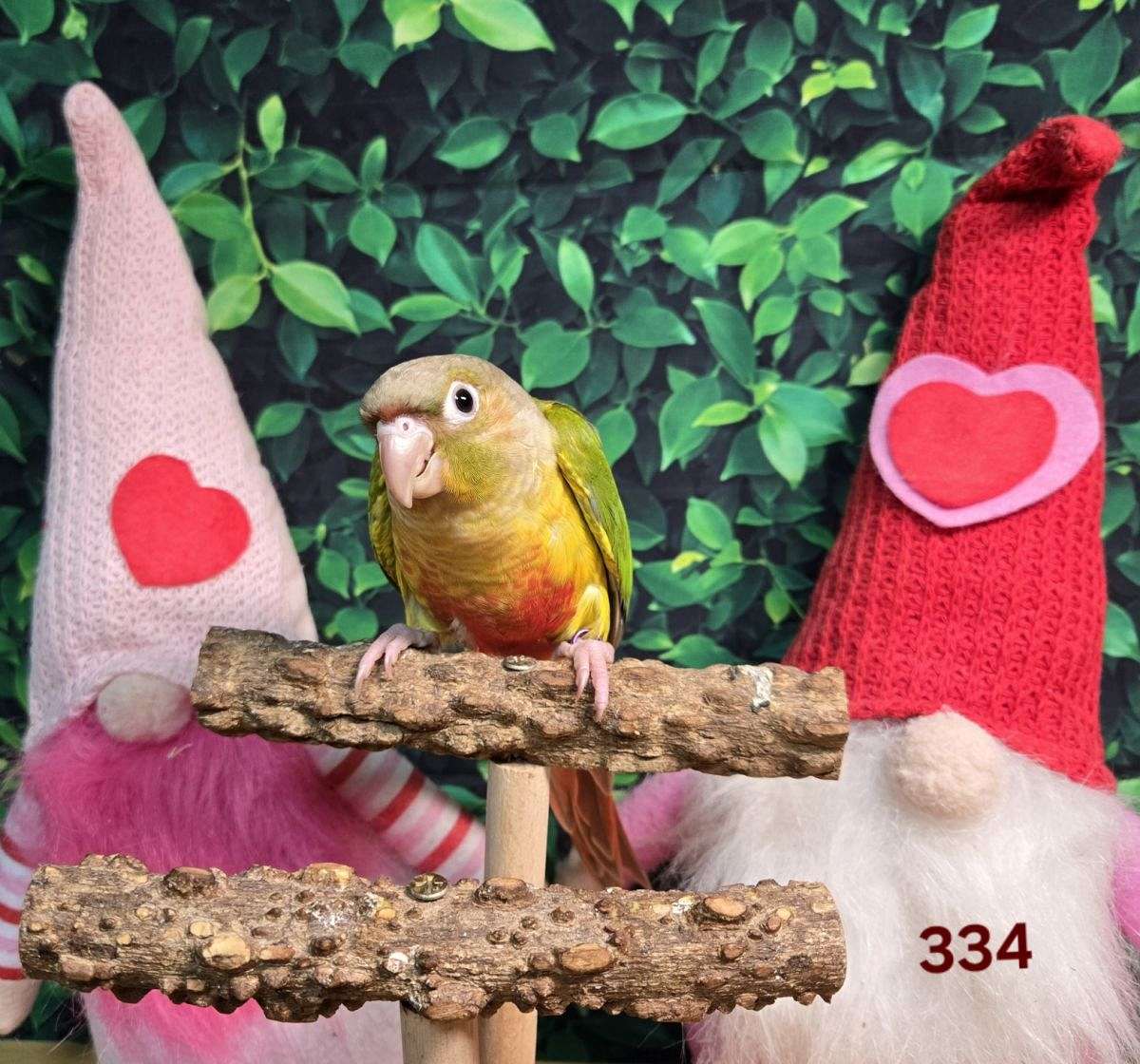 Pineapple Green Cheek Conure, Female, #334