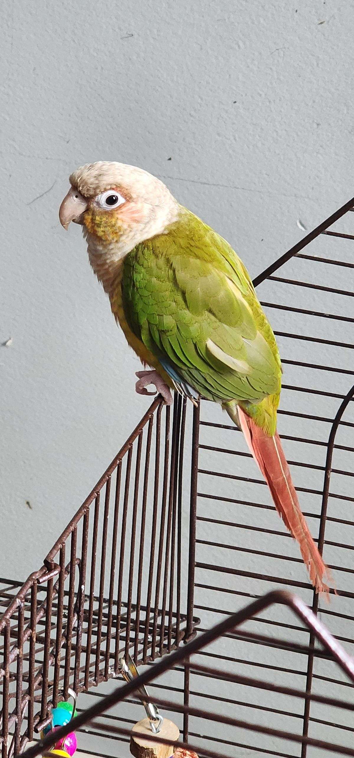 Beautiful Young Pineapple Conure