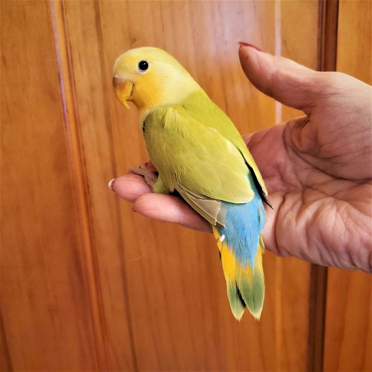 Love Bird Peach Face, Cinnamon Young, hand fed, Pretty.