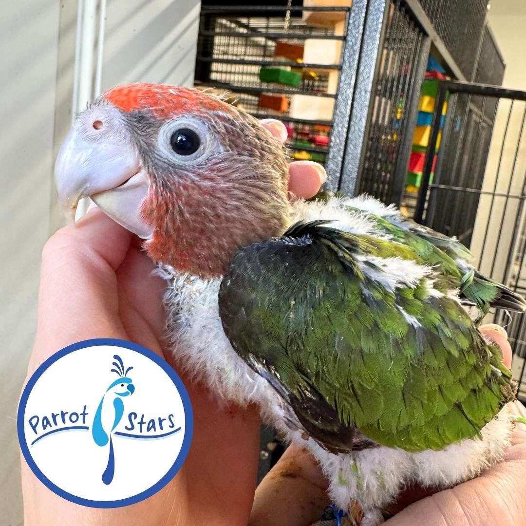 Baby Cape Parrot Available at Parrot Stars!