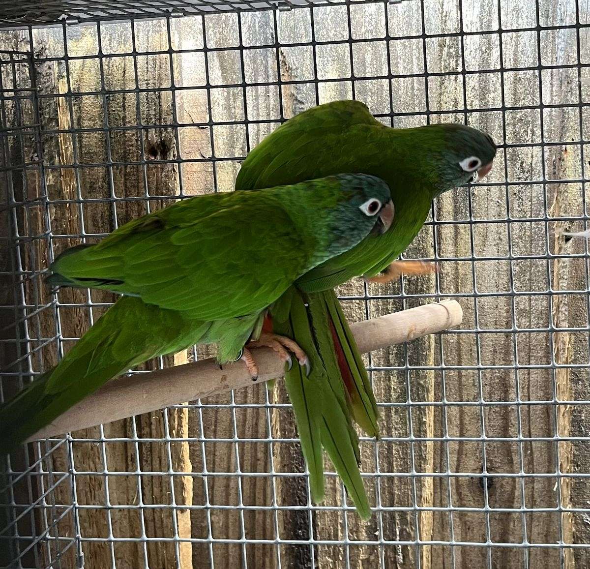 Blue Crown Conure Pair