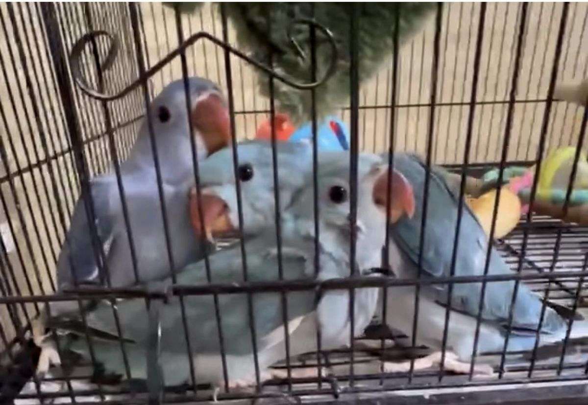 Indian ringneck babies! Handfed hand tame