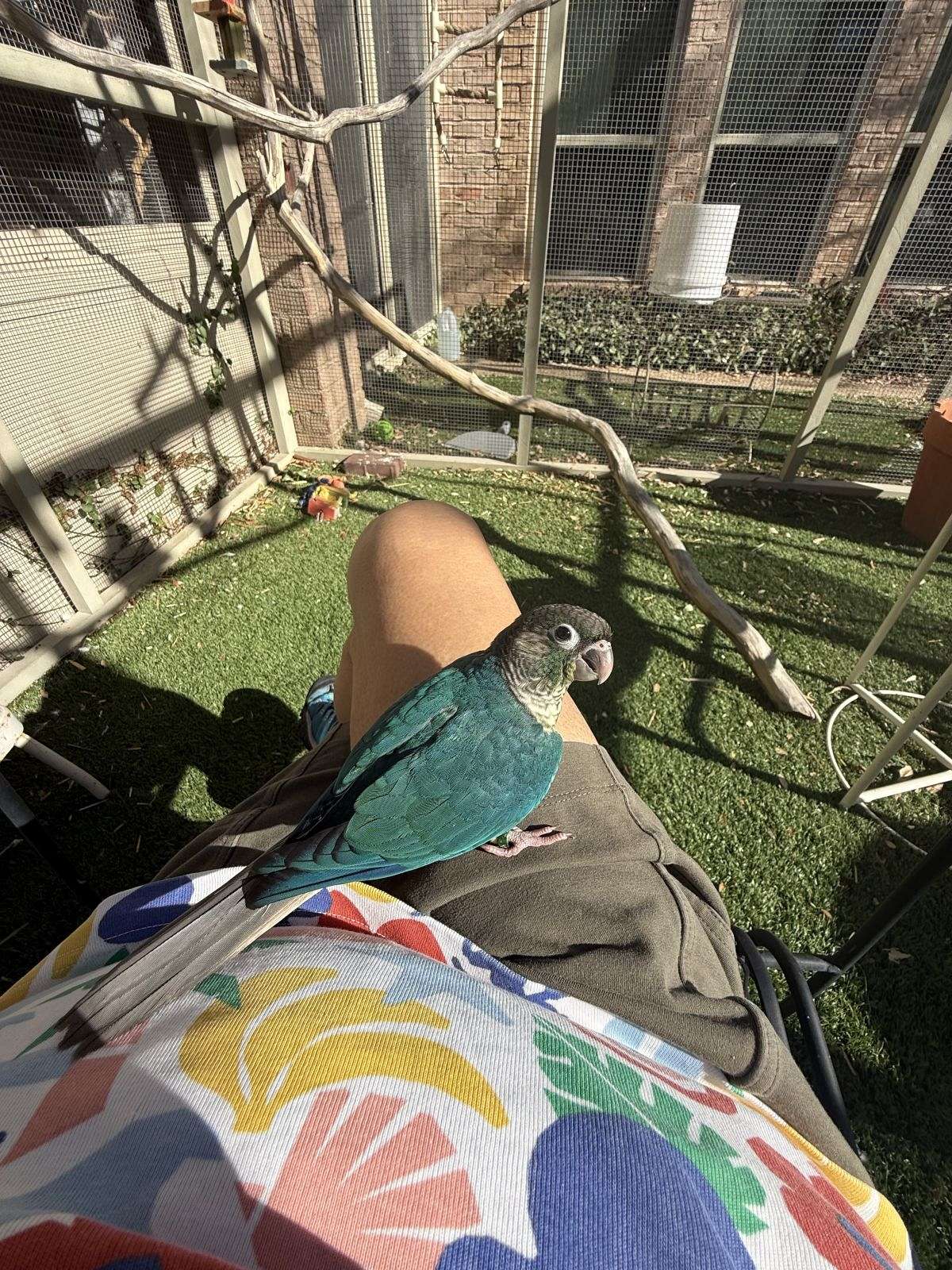 Very Special Green Cheek Conure Baby