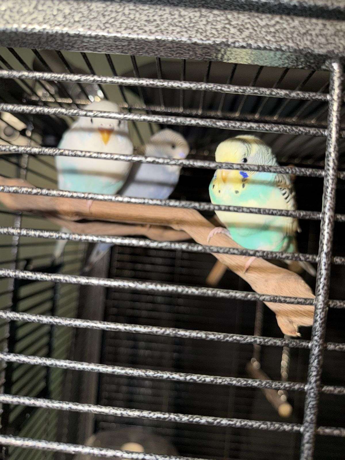 Parakeets for sale