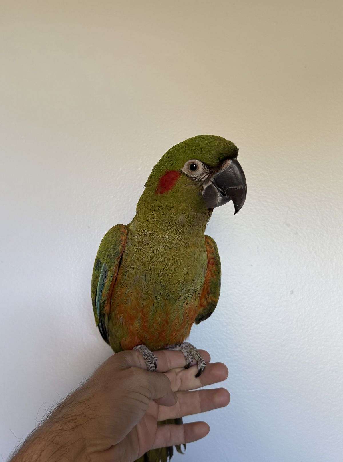 6 month old female Red Fronted macaw