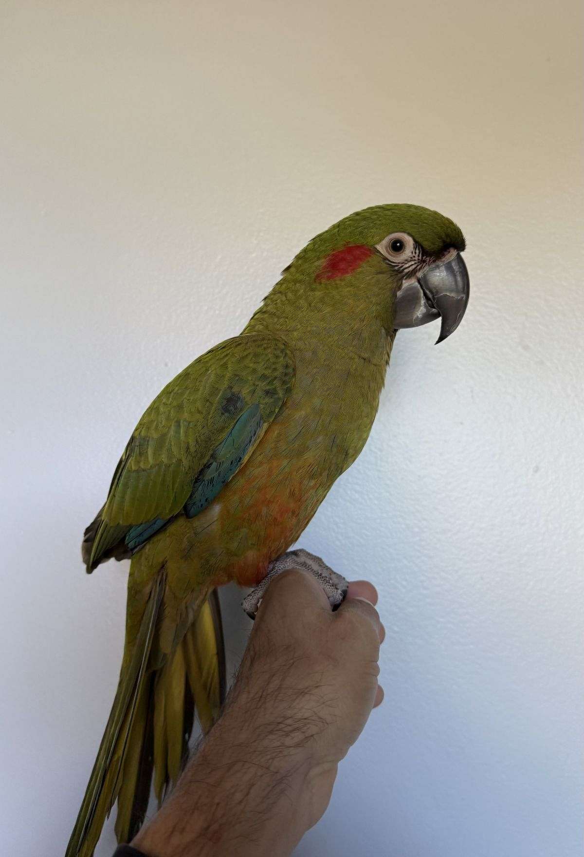 6 month old female Red Fronted macaw
